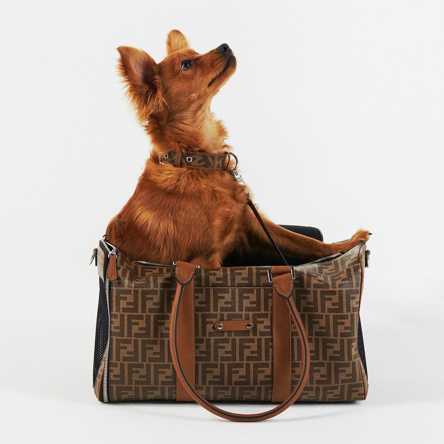 Fendi's New Pet Accessory Line Is the Best Thing You'll See Today