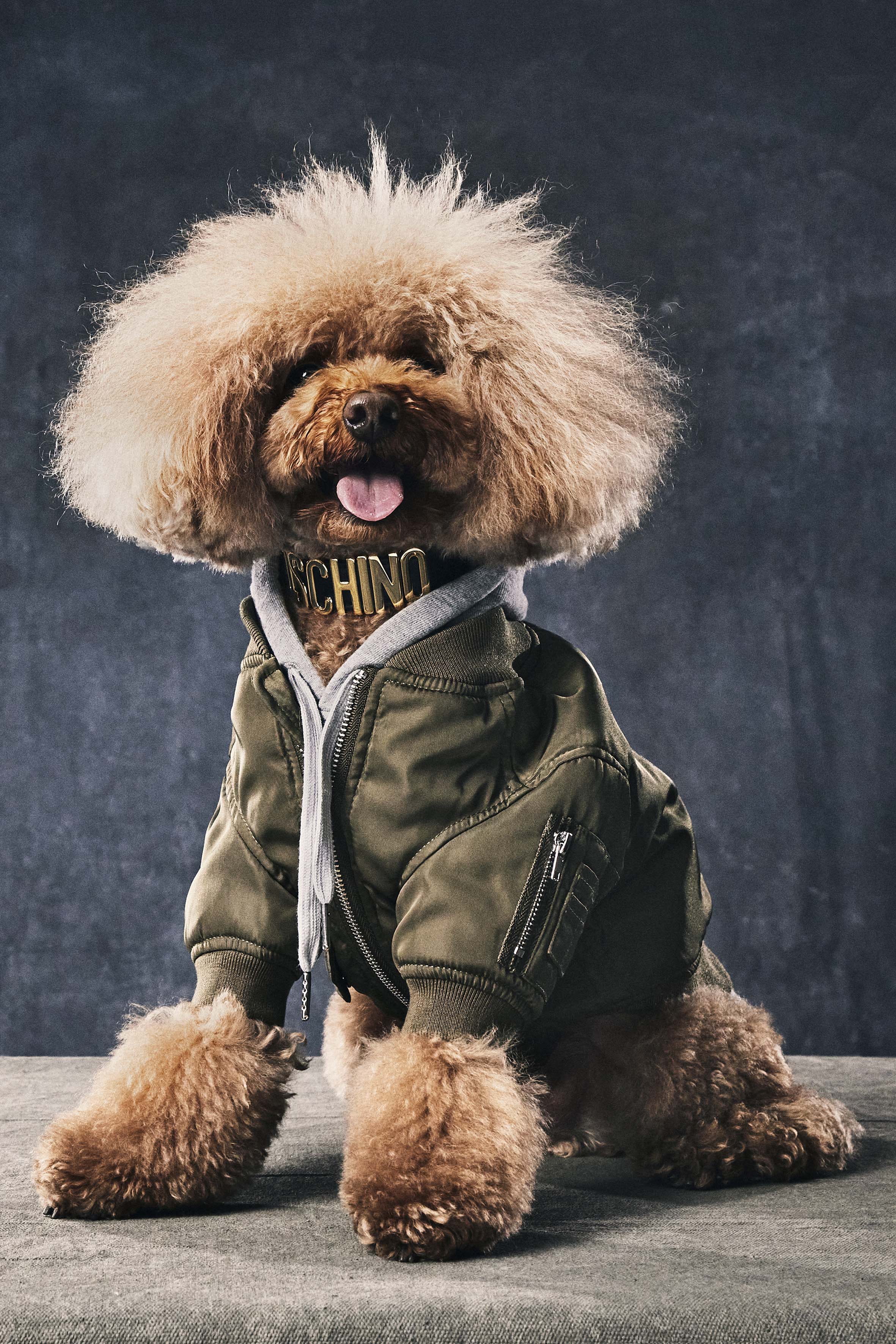 Moschino Just Released It's First Ever Pets Collection