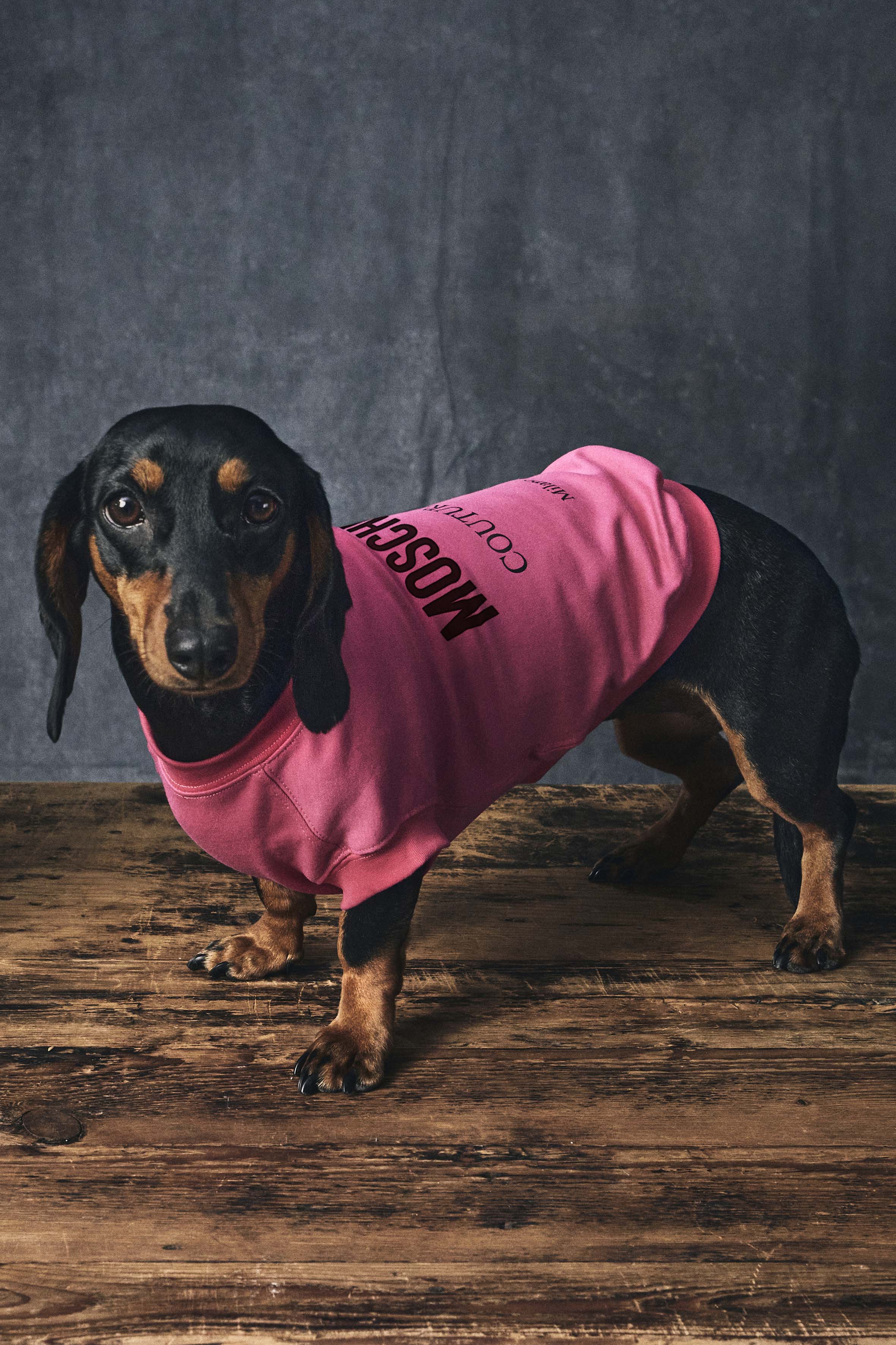 Moschino Just Released It's First Ever Pets Collection