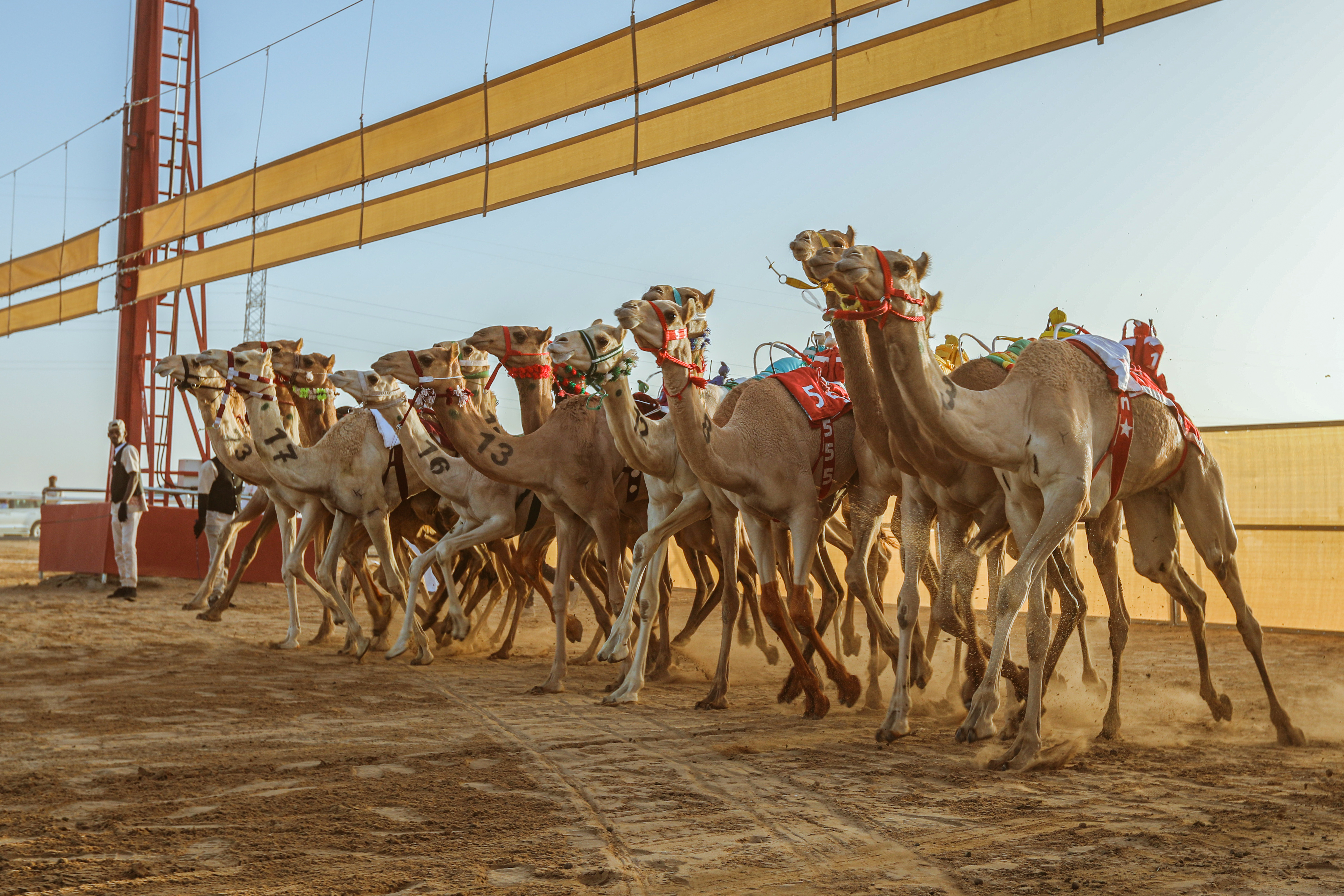 AlUla Camel Cup In Saudi Arabia Is Taking Place This March