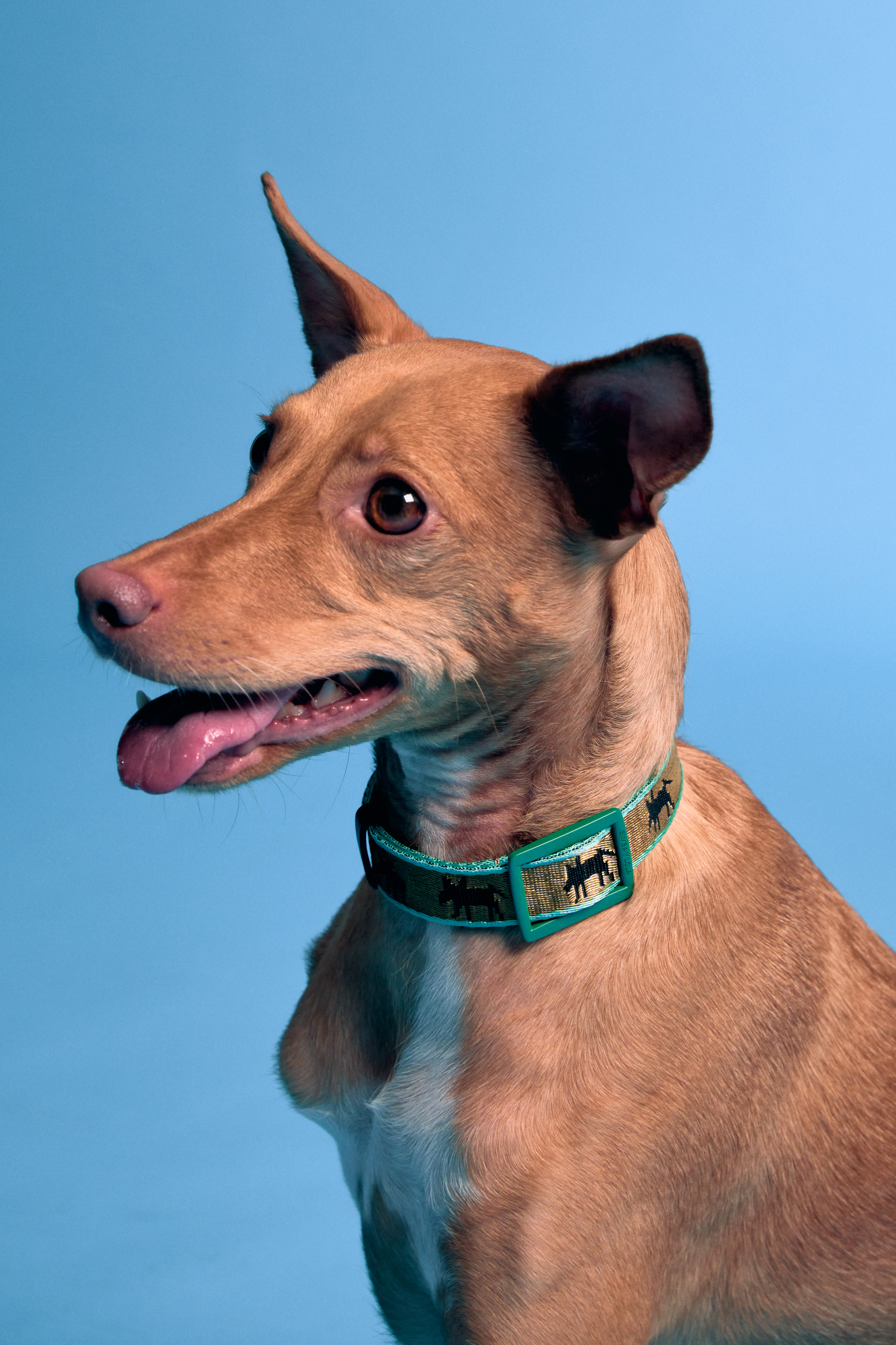 Bimba y Lola lanza su primera colección de accesorios para perros ...