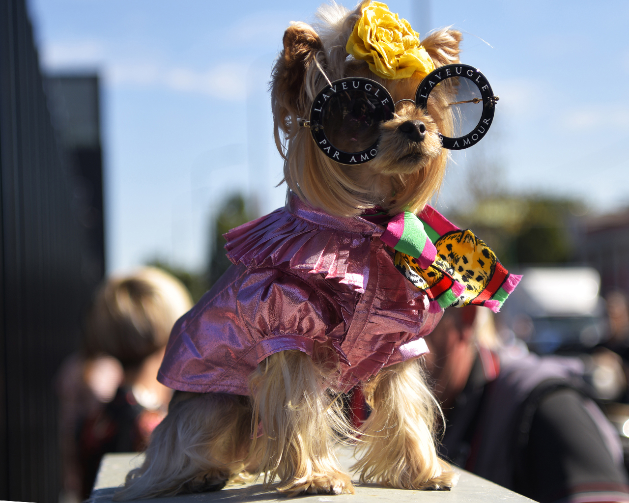 Best Luxury Dog Accessories: Collars, Vests, Leashes and More - Grazia