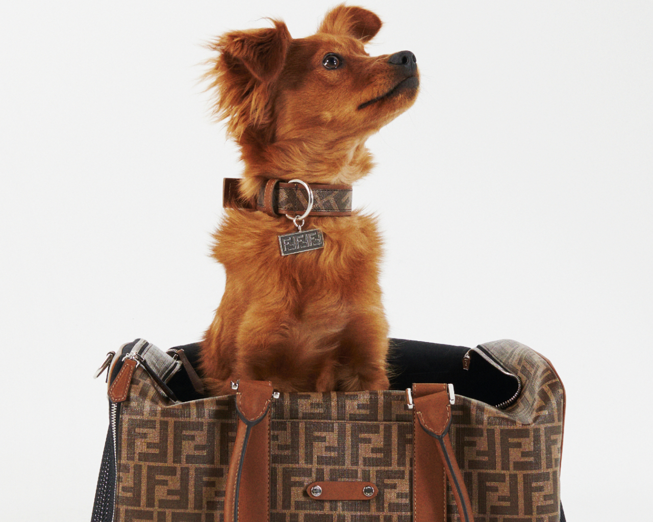 Fendi's New Pet Accessory Line Is the Best Thing You'll See Today