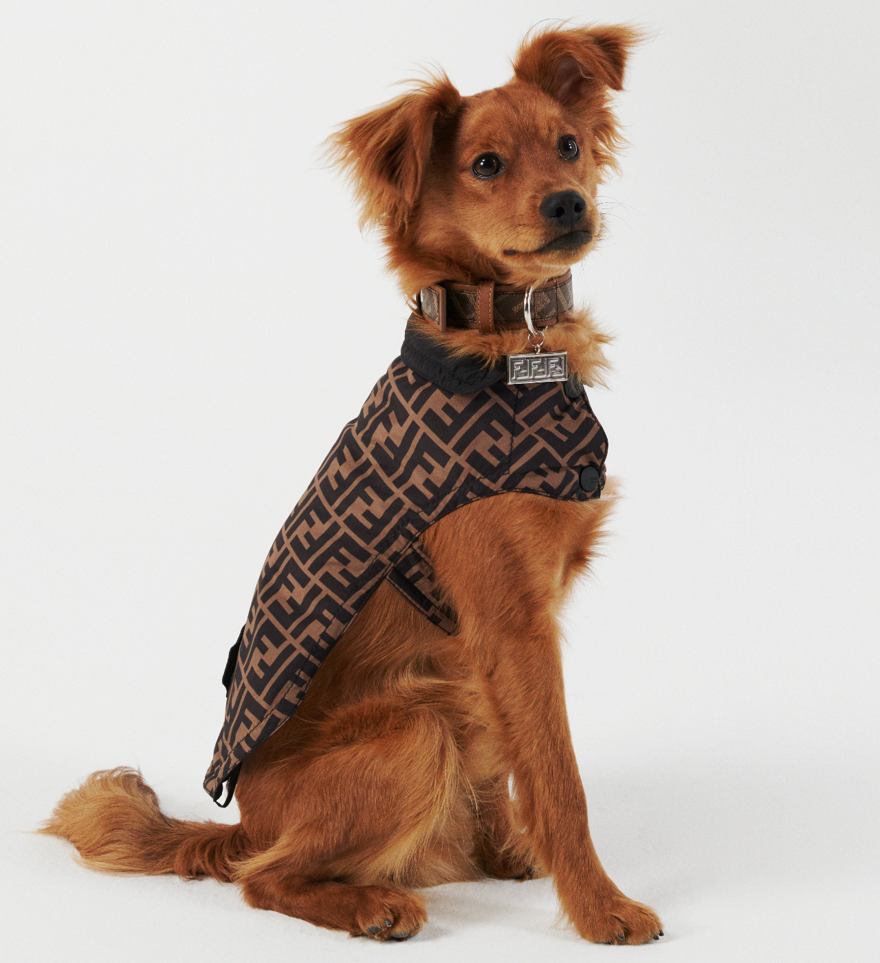 Fendi's New Pet Accessory Line Is the Best Thing You'll See Today