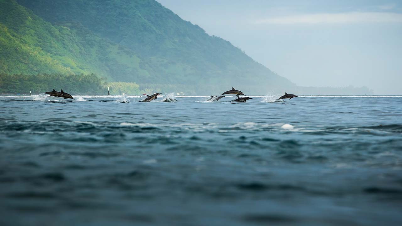 Project Zero Is Restoring the World’s Oceans — One Step at a Time