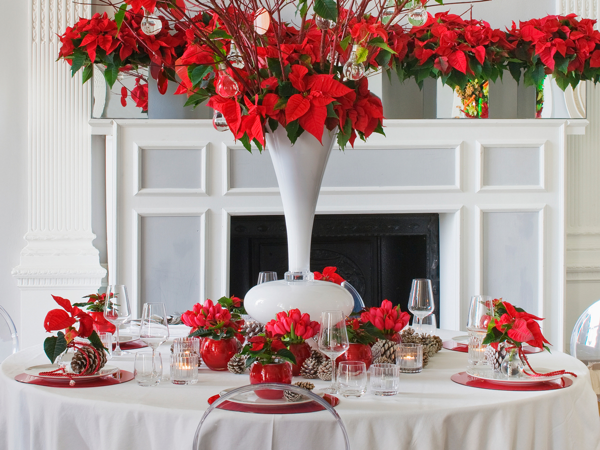 The Meaning Behind the Christmas Star Flowers - Grazia USA