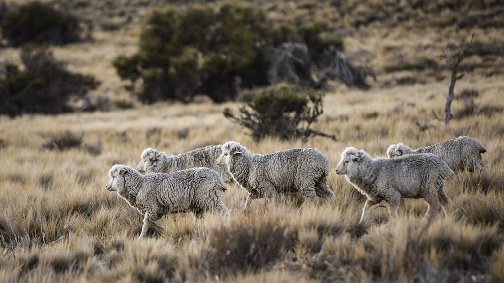 Regenerative Agriculture: Sustainability's Next Frontier