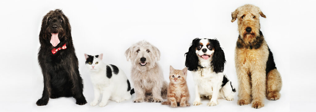 Astrology: Understand Your Pets' Personalities - Grazia USA